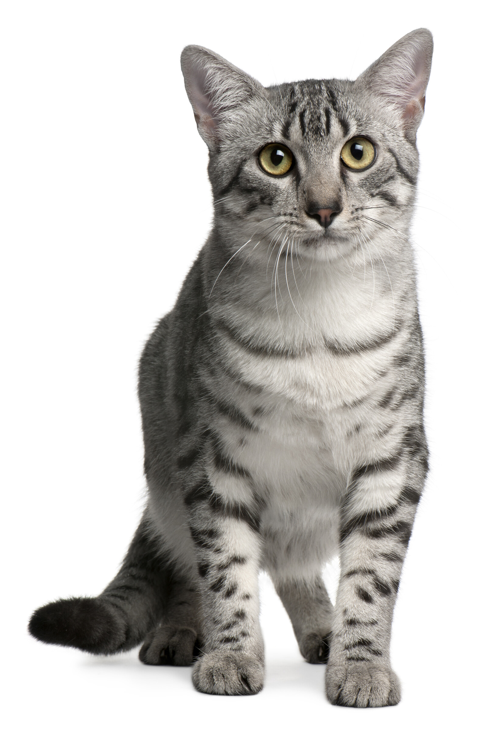 Why Were Cats So Important In Ancient Egypt? - Ancient Society