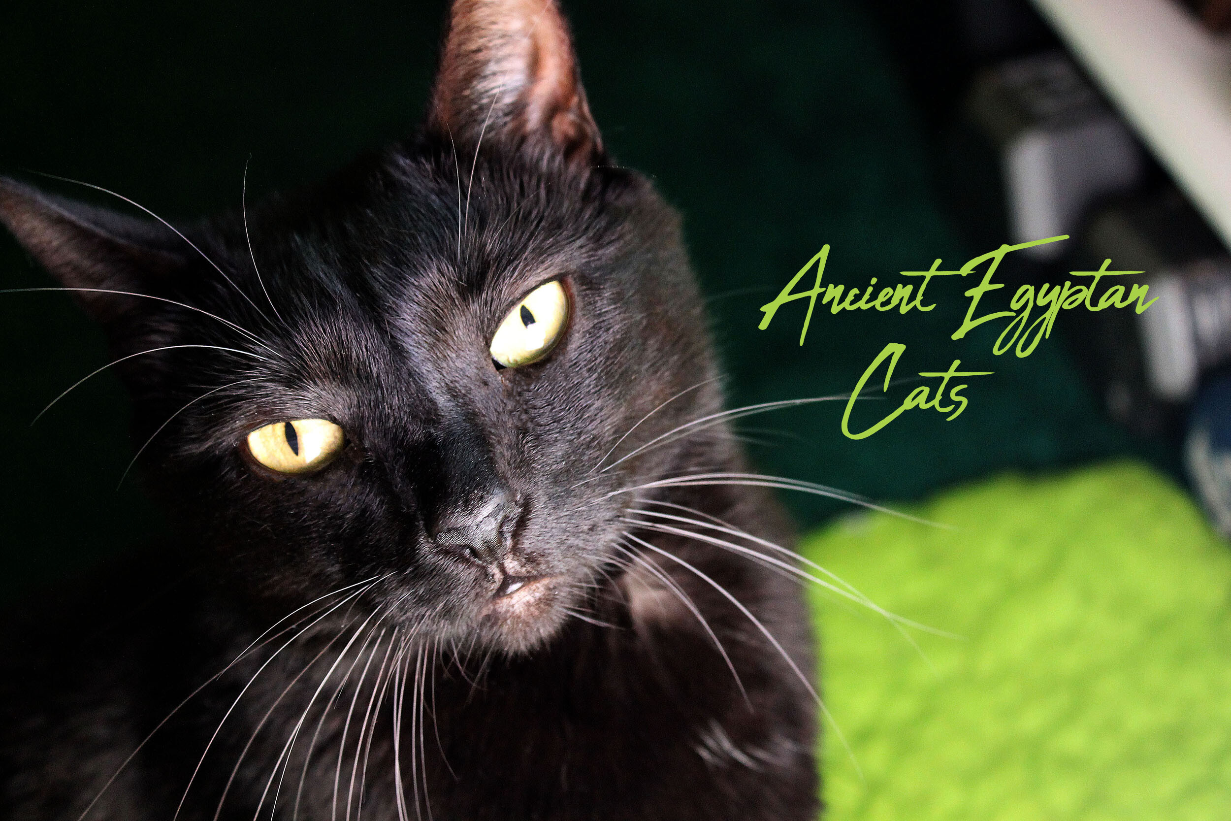 Why Were Cats So Important In Ancient Egypt? - Ancient Society